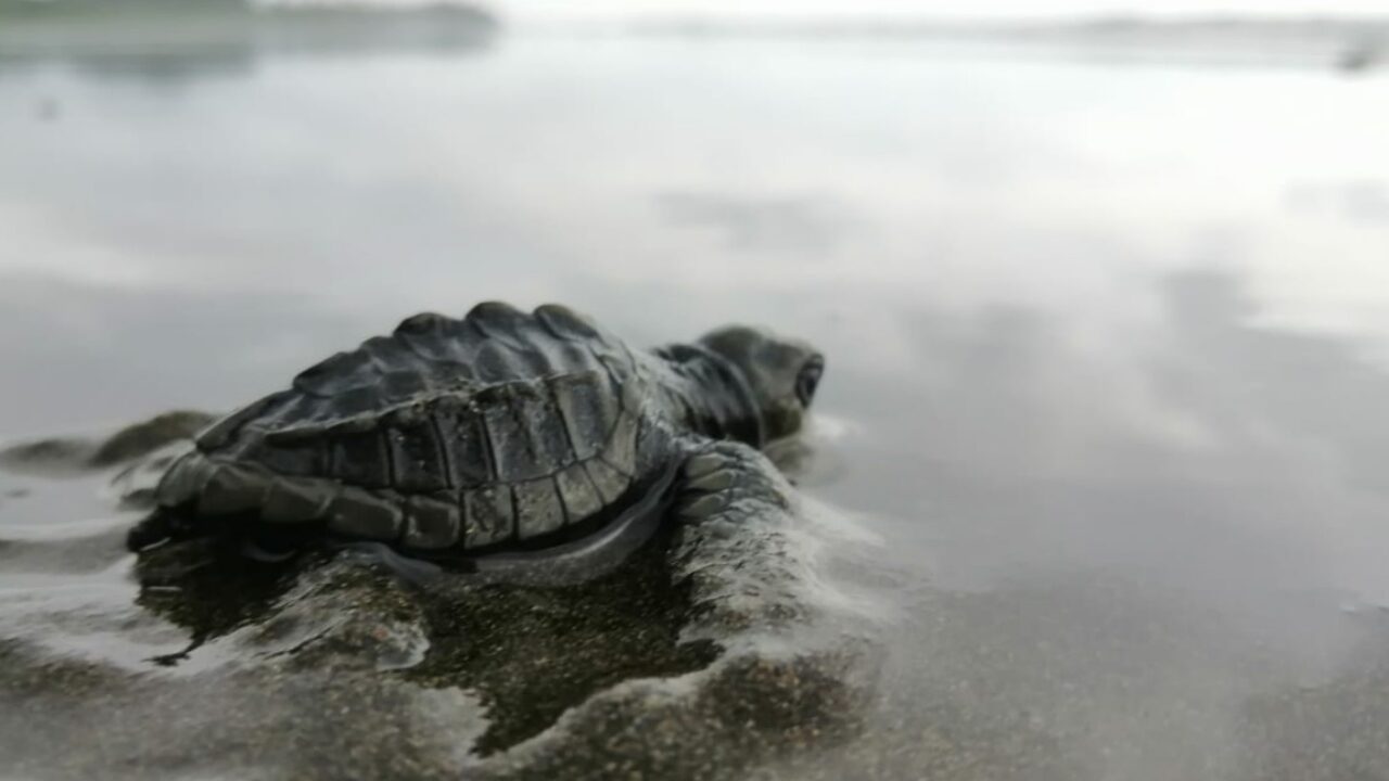 Release of Golfina´s Turtles at Playa de Oro - Bahía Solano 4 days ...